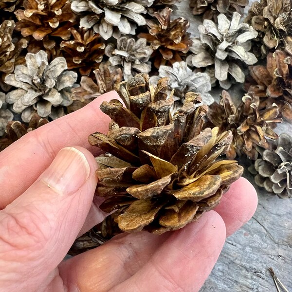 Pine Cone Set - Etsy