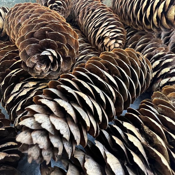 Pine Cone Rustic - Etsy