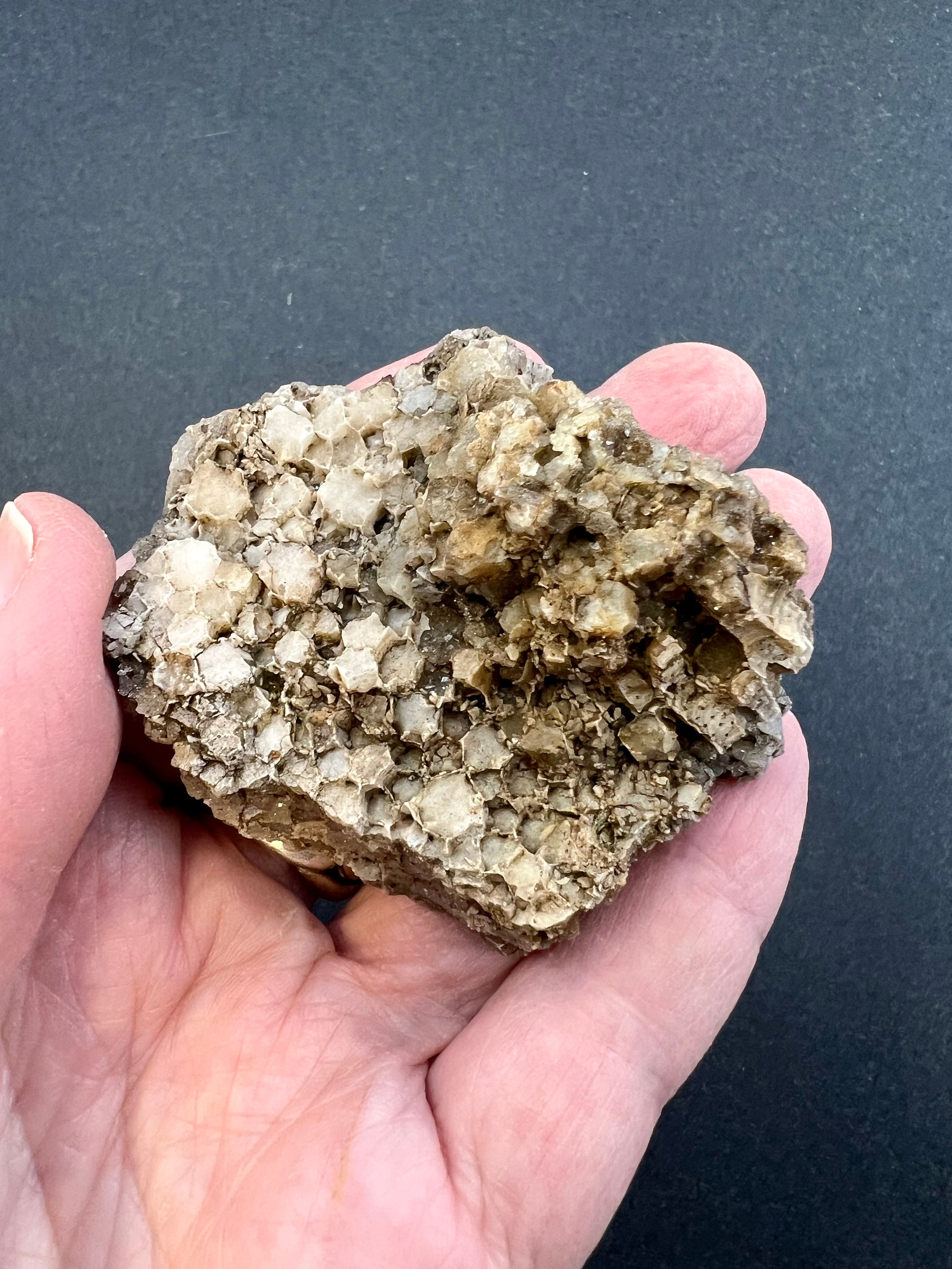 Coral Fossils, Favosite, Door County Fossils, Honeycomb Coral, Great ...