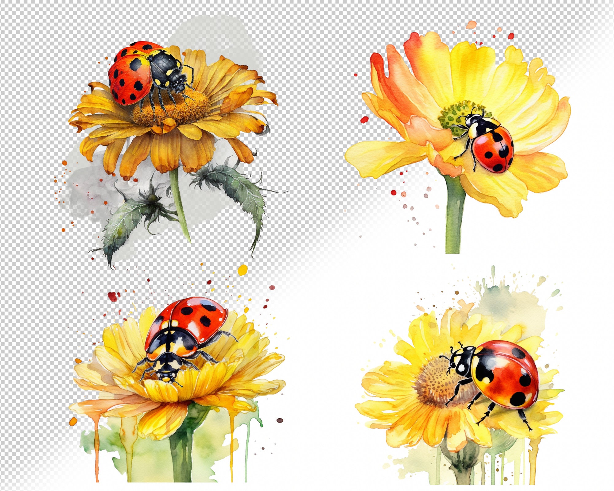 Ladybugs Watercolor Clipart | Summer and Spring Season | Clip Art | PNG ...
