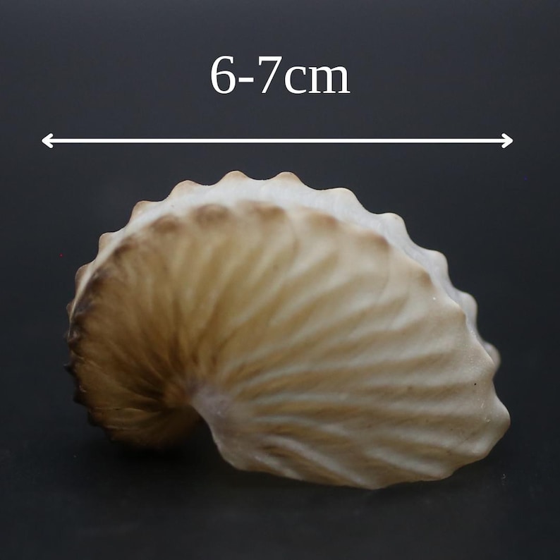 Natural Paper Nautilus Shell: Craft & Coastal Decor - Etsy