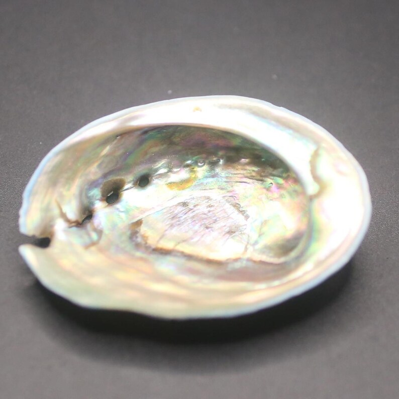 Blue Abalone Shells Set:natural Decorative Seashells - Etsy