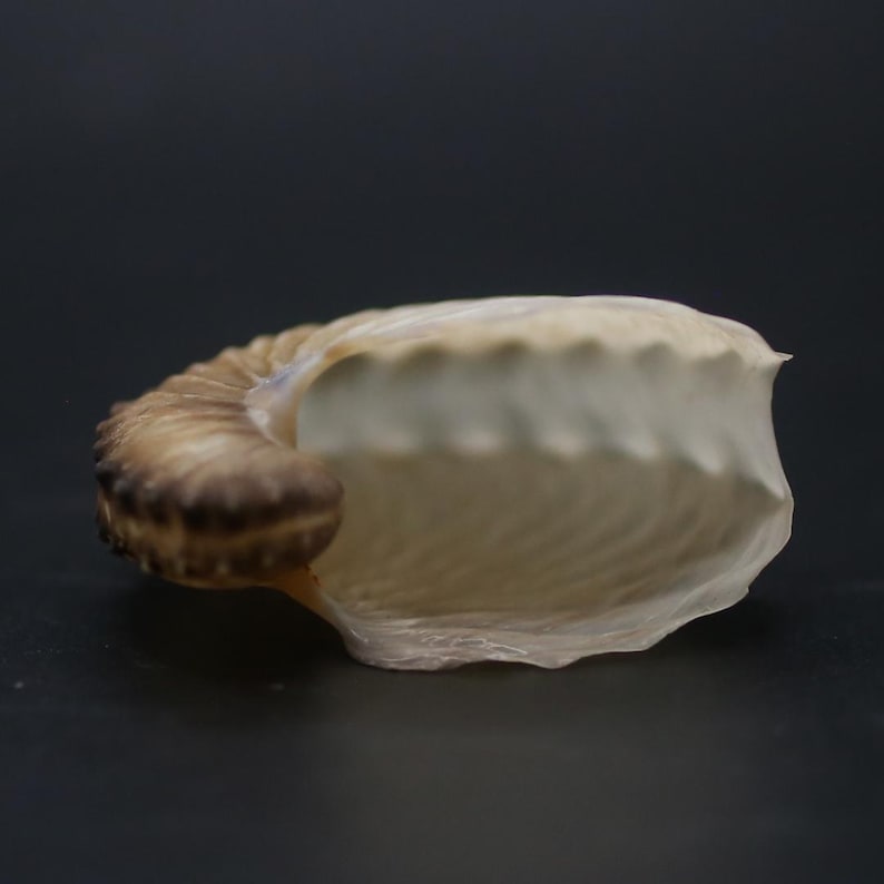 Natural Paper Nautilus Shell: Craft & Coastal Decor - Etsy