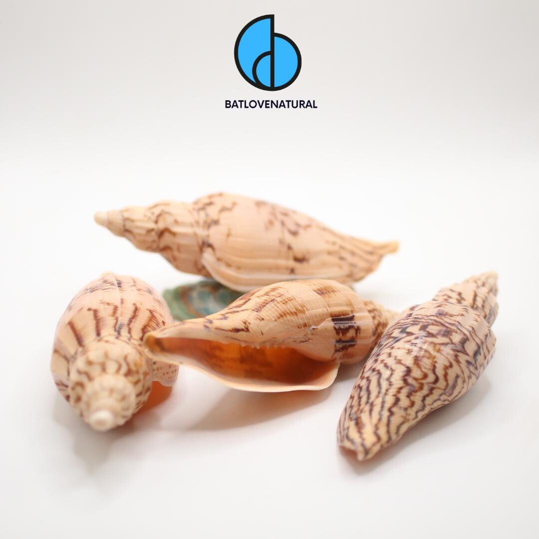 Fulgoraria Hamillei Seashell: Natural Snail Shell for Crafts & Decor - Etsy