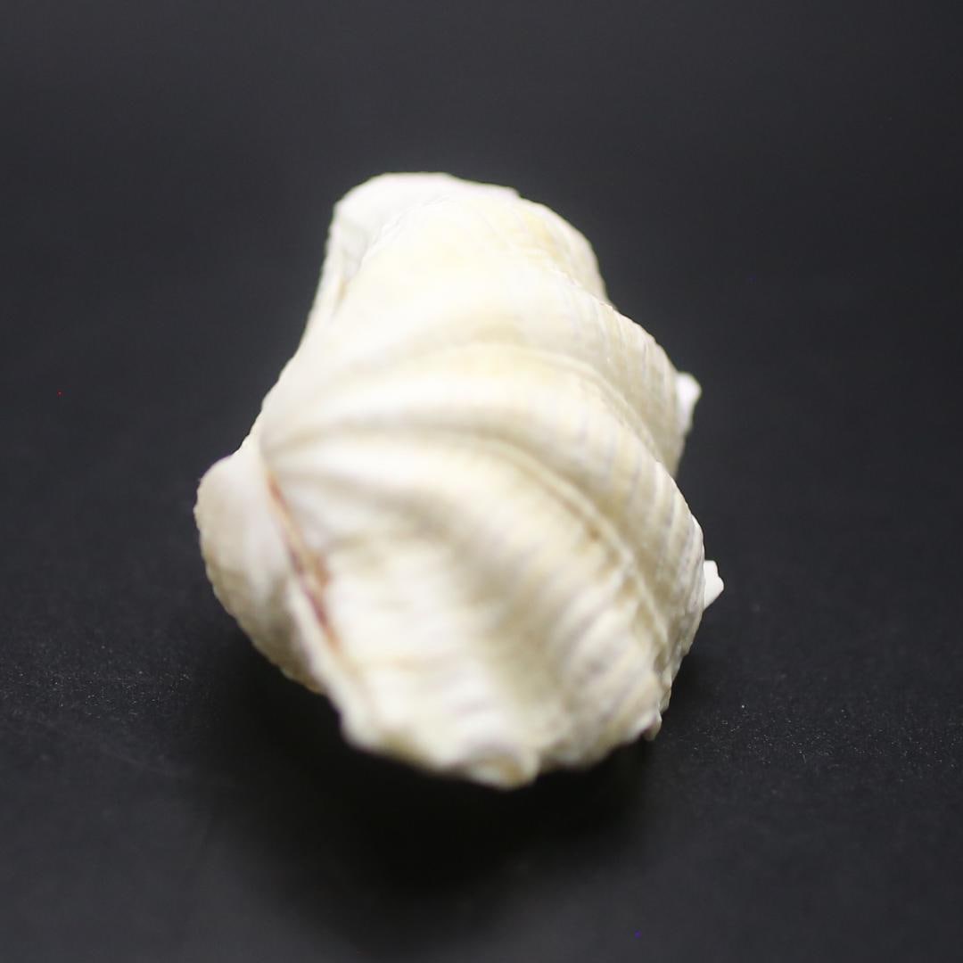 Ocean Giant Clam Shell Real Tridacna- Decorative Shells in Various ...