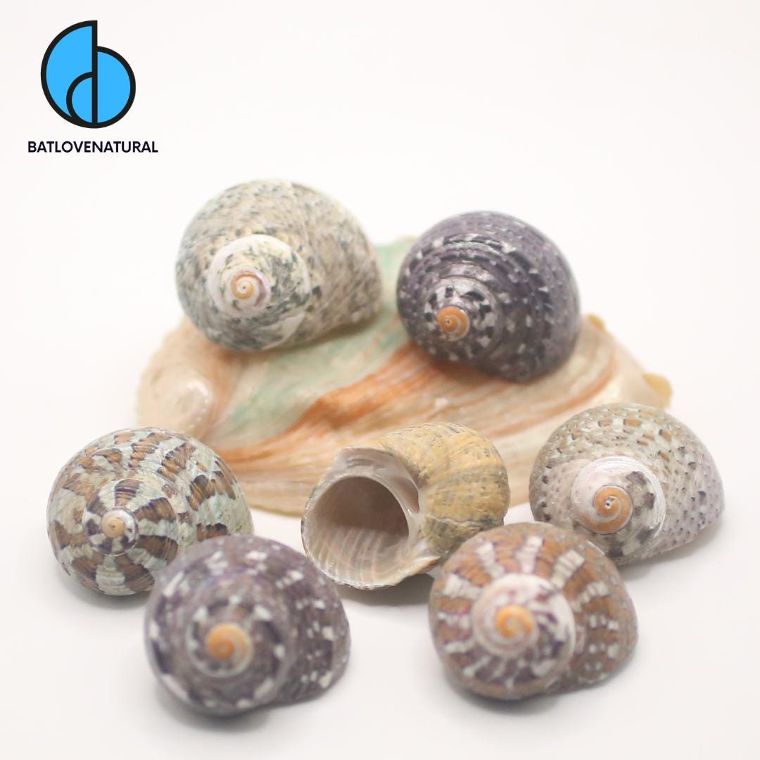 Mexican Turbo Shell: Hermit Crab Shell, Decorative Seashell - Etsy UK