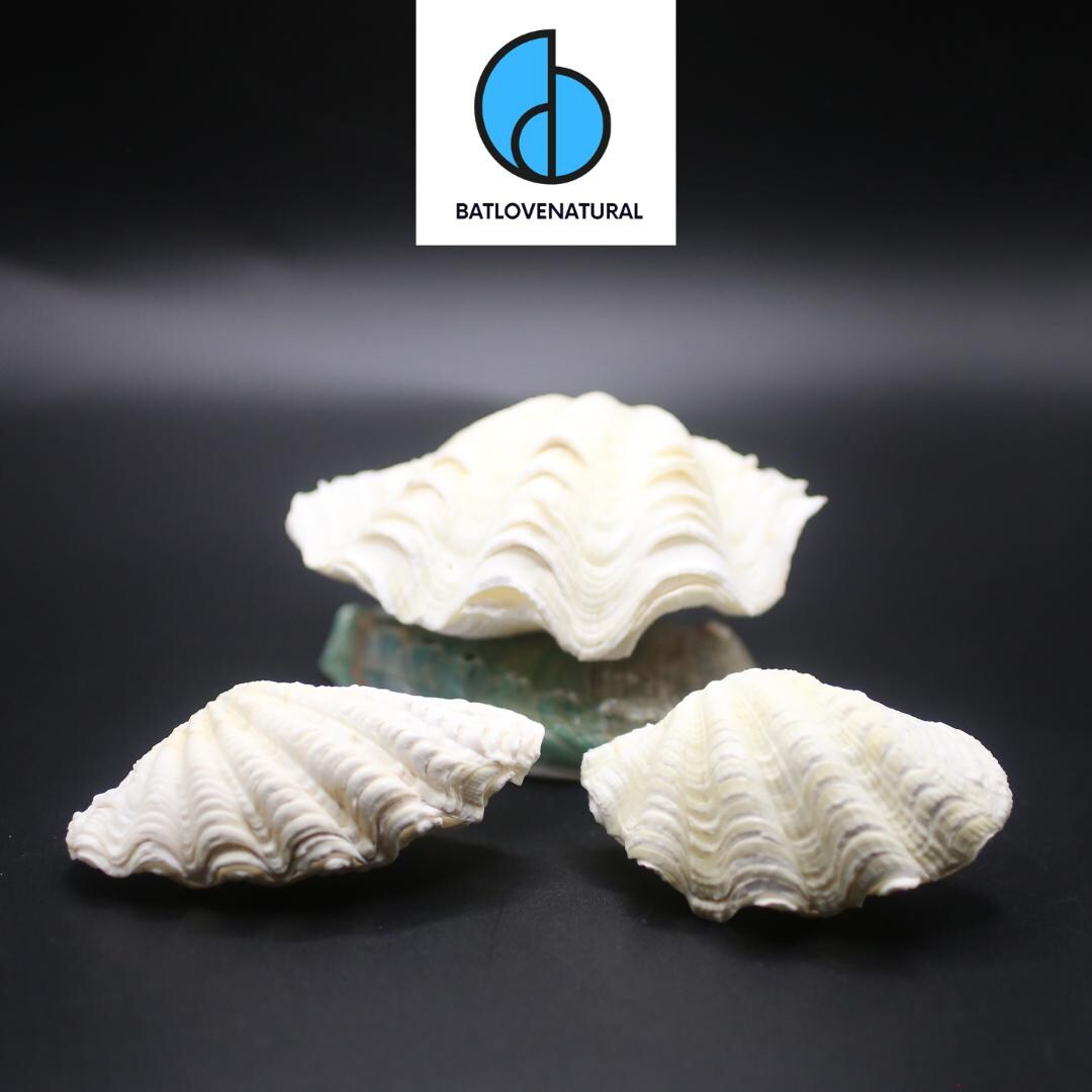 Ocean Giant Clam Shell Real Tridacna- Decorative Shells in Various ...