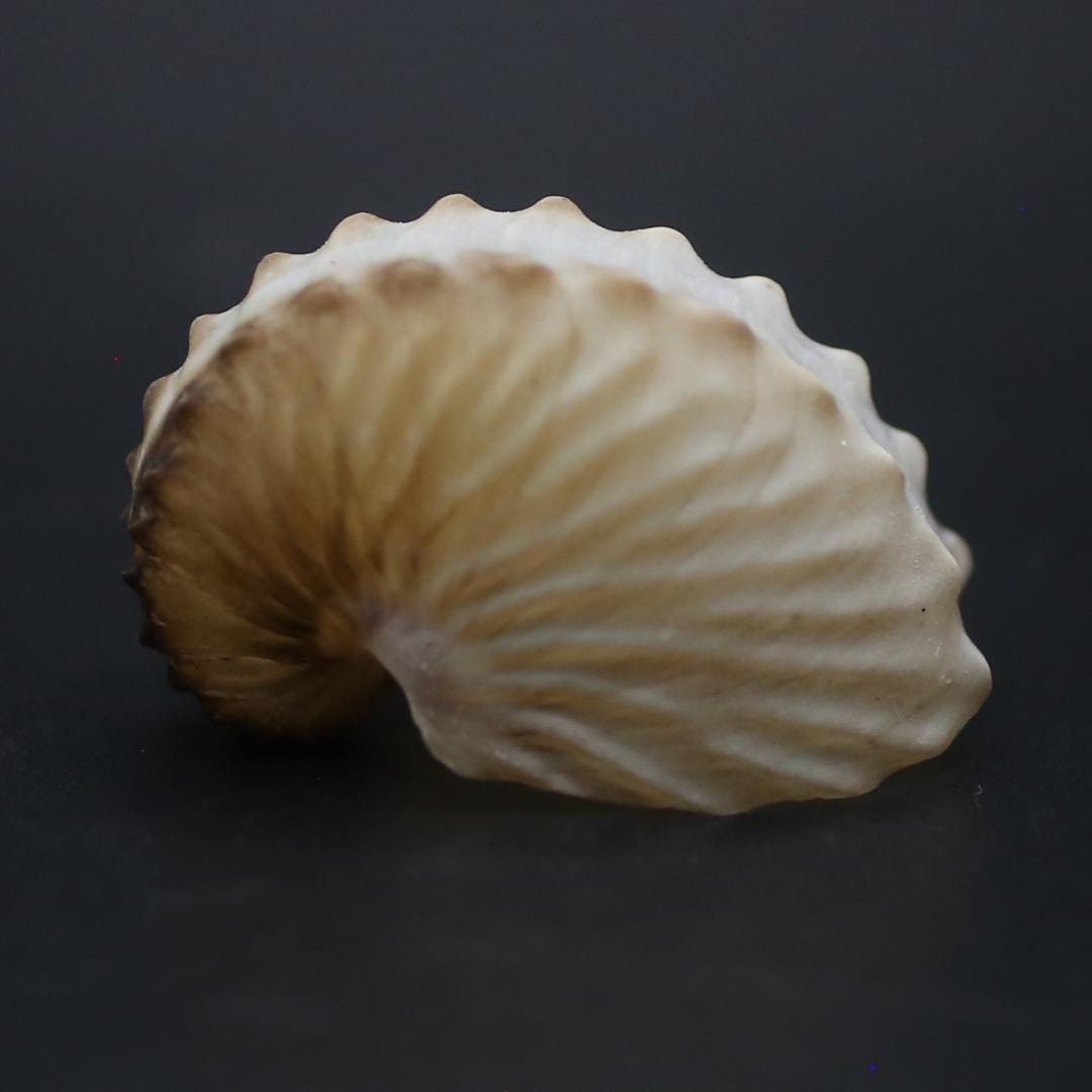 Natural Paper Nautilus Shell: Craft & Coastal Decor - Etsy