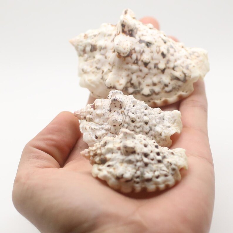 Lentigo Lentiginosus Seashell: Natural Ocean Shell for Coastal Decor - Etsy