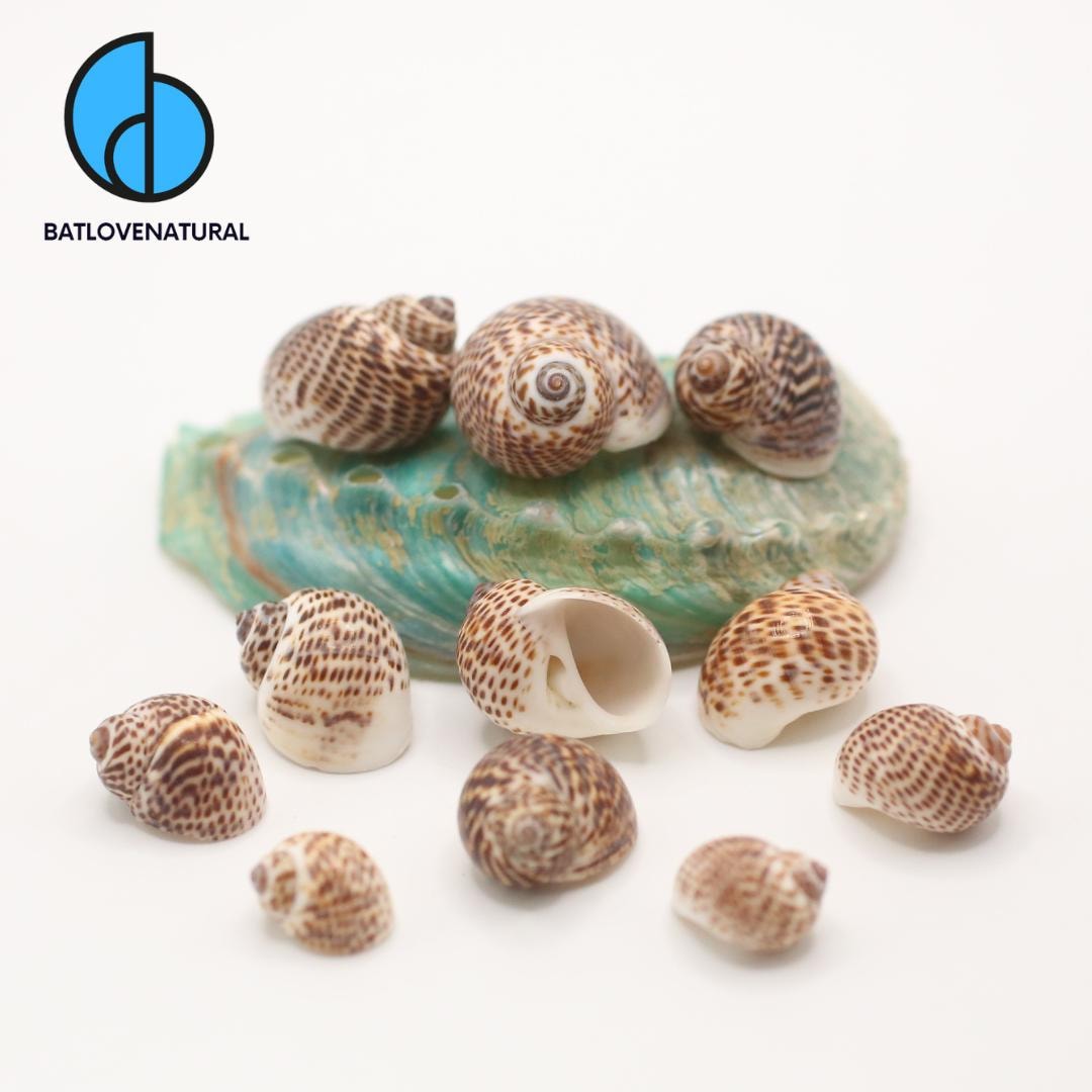 Natica Tigrina Shells - Beautiful Natural Snail Seashells for Crafting ...