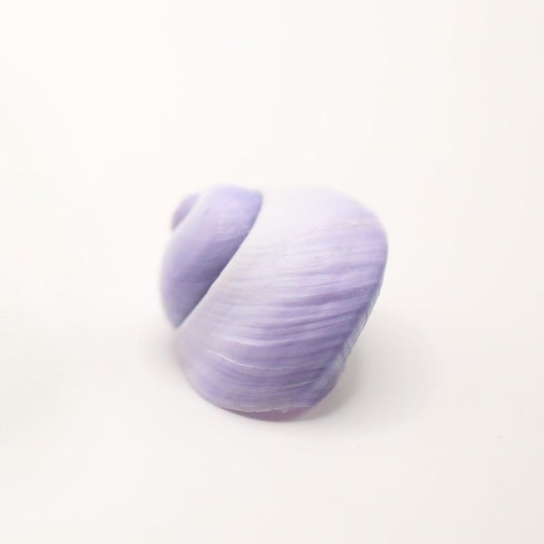 Janthina Seashells ( Purple Seashell ): Natural Beach Decor, Shell ...