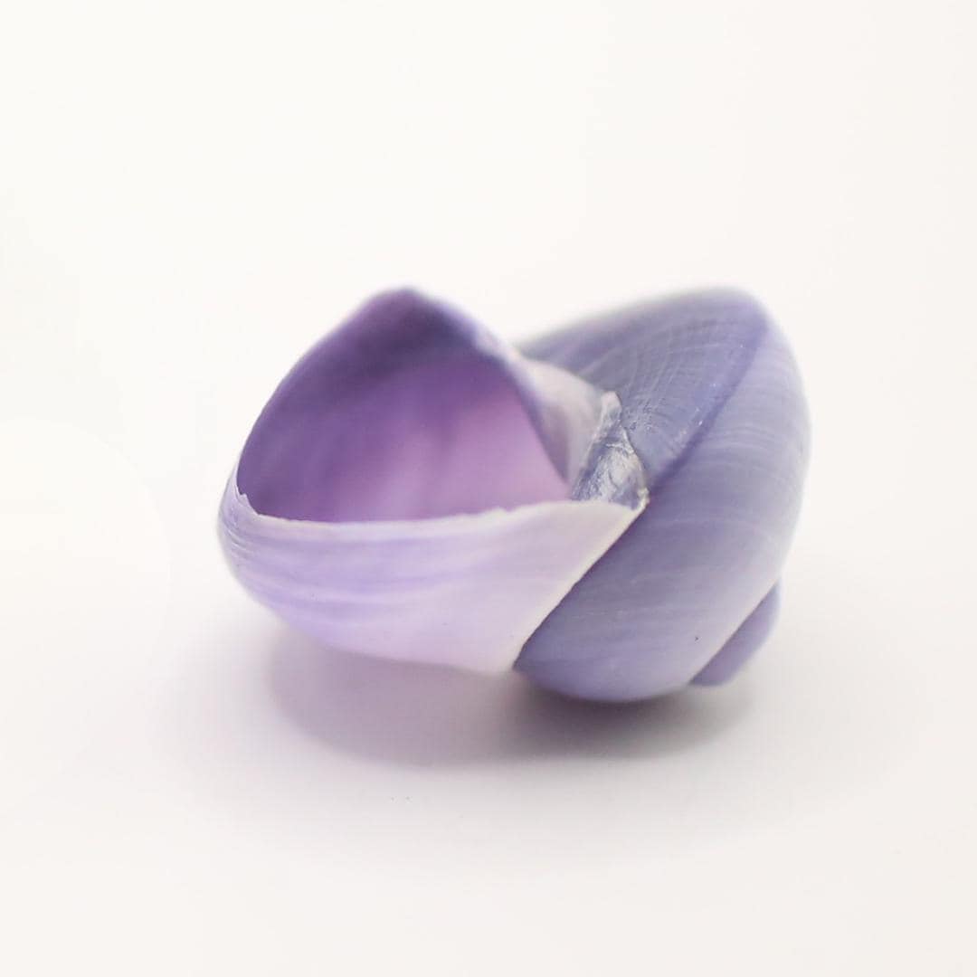 Janthina Seashells ( Purple Seashell ): Natural Beach Decor, Shell ...