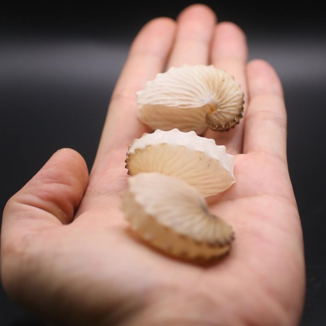 Natural Paper Nautilus Shell: Craft & Coastal Decor - Etsy