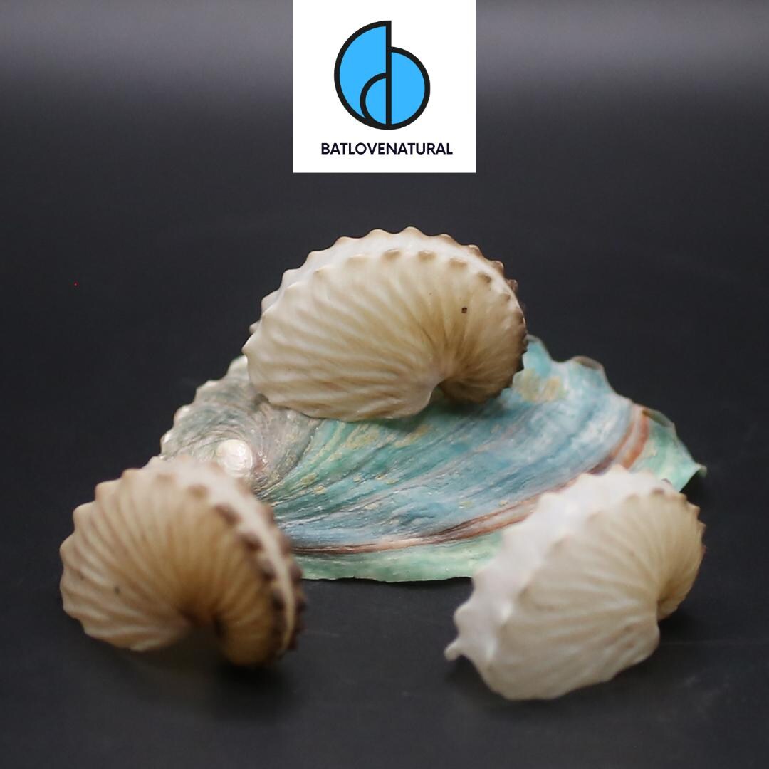 Natural Paper Nautilus Shell: Craft & Coastal Decor - Etsy