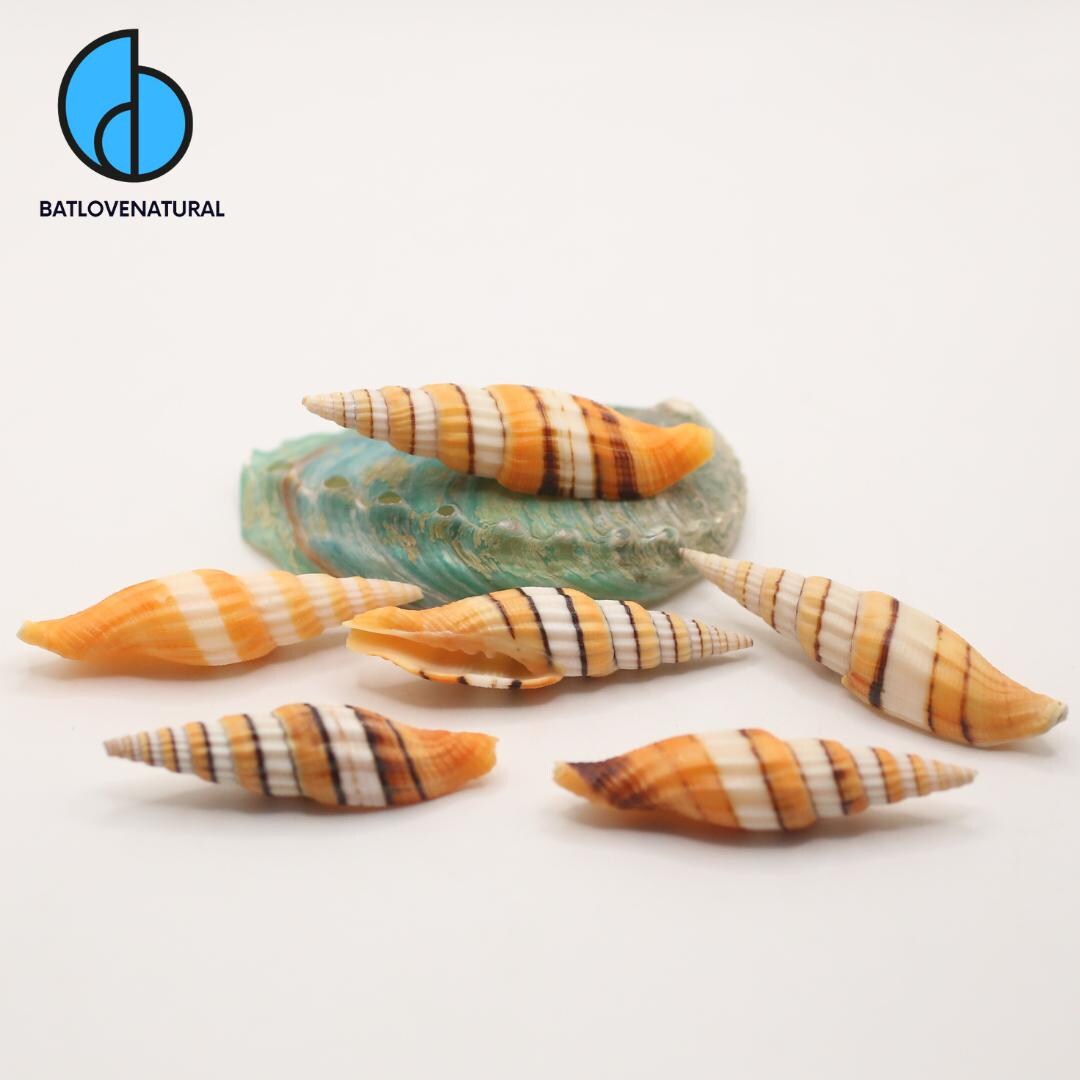 Vexillum Filiareginae Seashell: Natural Beach Decor, Shell Crafts (5 ...