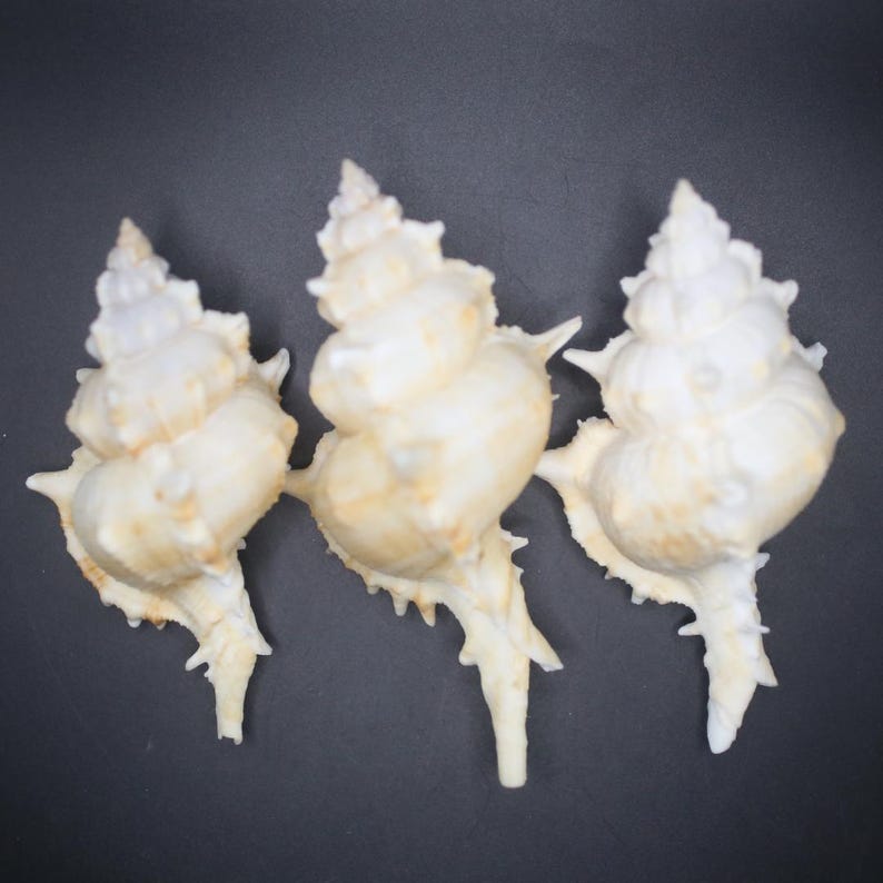 Siratus Pliciferoides Shell: Natural Snail Shell for Decor & Crafts - Etsy