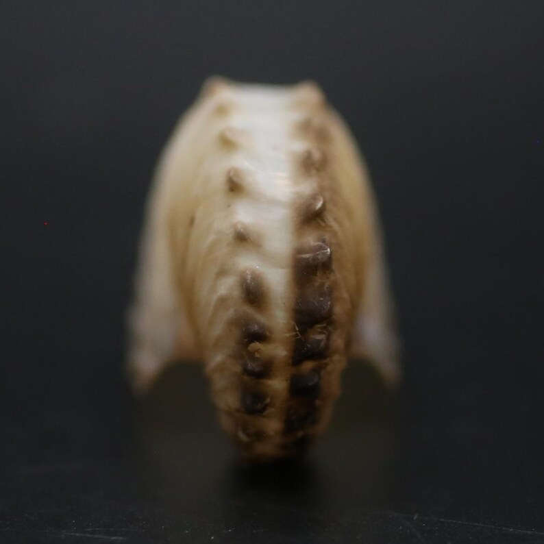 Natural Paper Nautilus Shell: Craft & Coastal Decor - Etsy