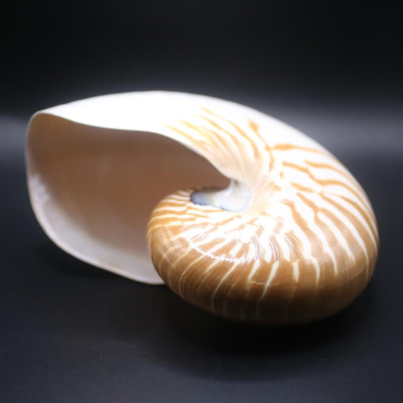 Chambered Nautilus Shell: Natural Coastal Home Decor - Various Sizes - Etsy