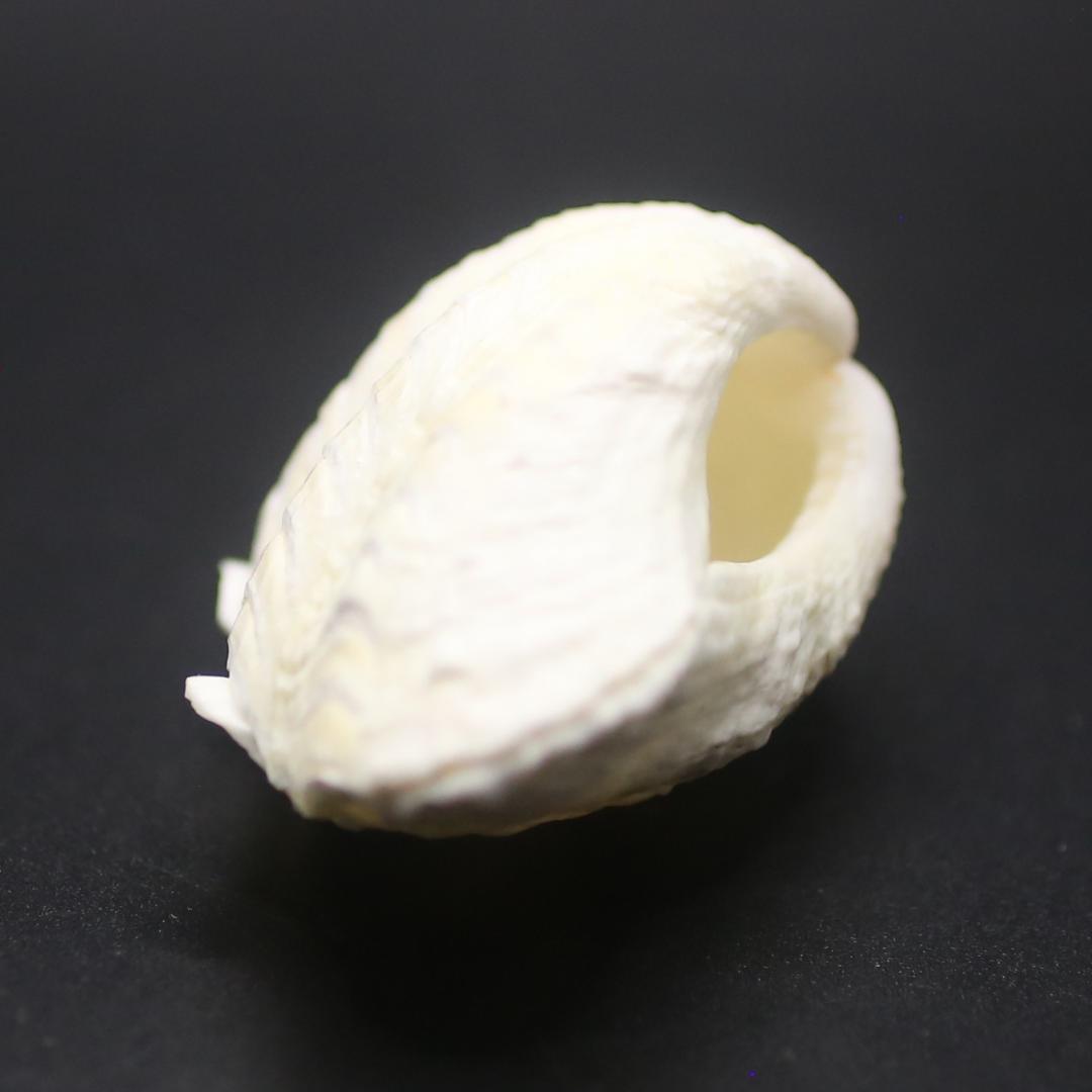 Ocean Giant Clam Shell Real Tridacna- Decorative Shells in Various ...