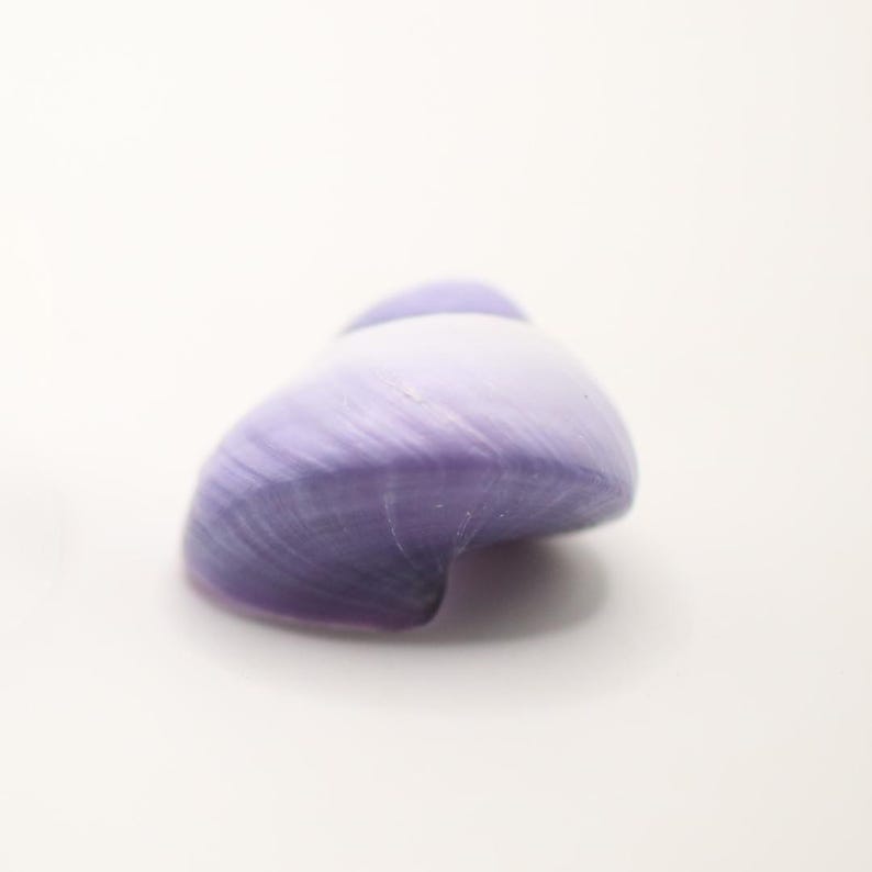 Janthina Seashells ( Purple Seashell ): Natural Beach Decor, Shell ...