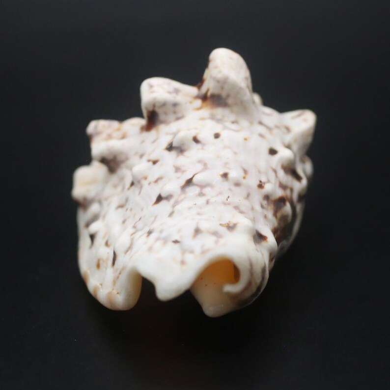 Lentigo Lentiginosus Seashell: Natural Ocean Shell for Coastal Decor - Etsy