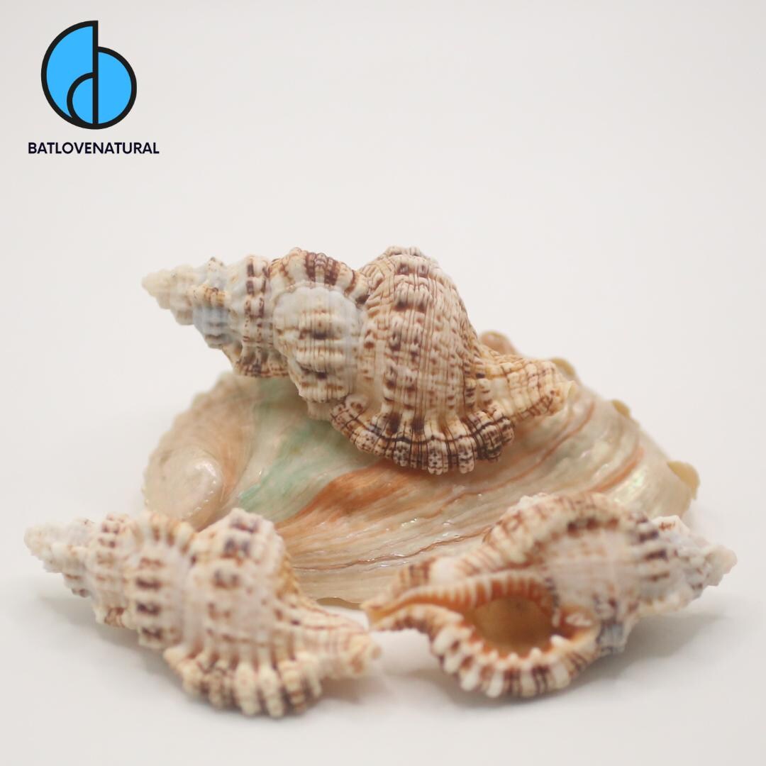 Monoplex Nicobaricus Shell: Craft & Coastal Decor - Etsy