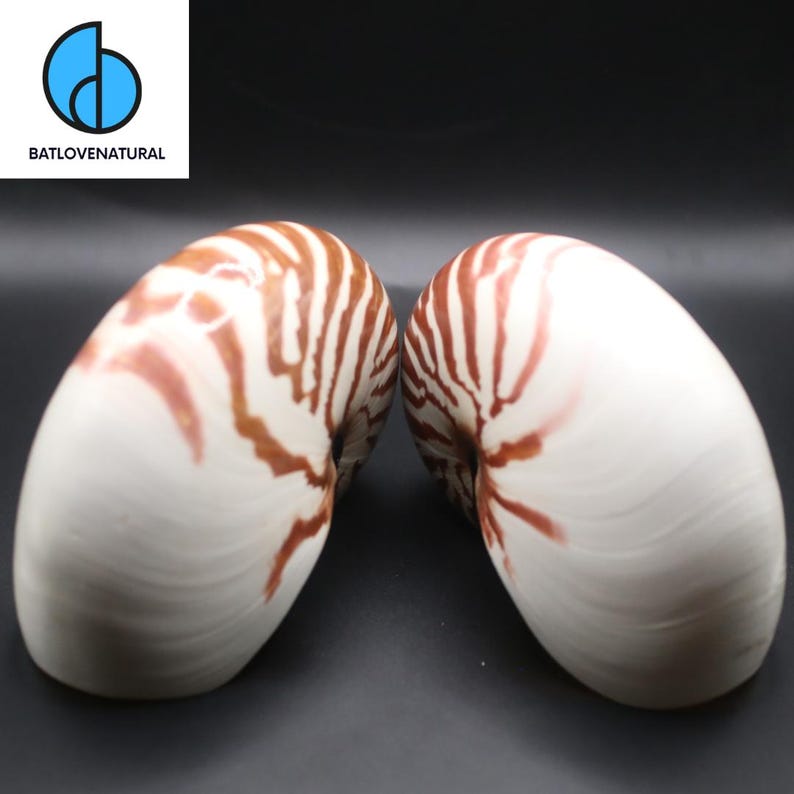 Chambered Nautilus Shell: Natural Coastal Home Decor - Various Sizes ...