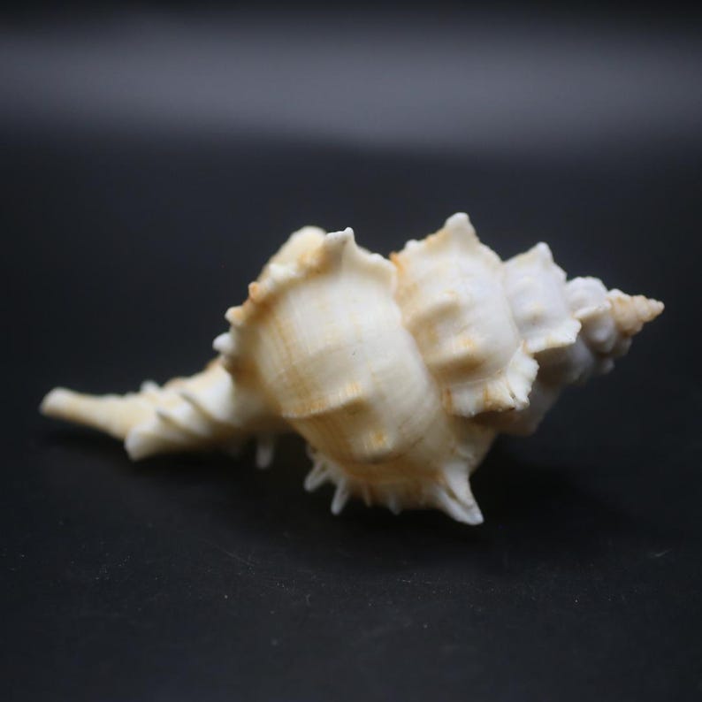 Siratus Pliciferoides Shell: Natural Snail Shell for Decor & Crafts - Etsy