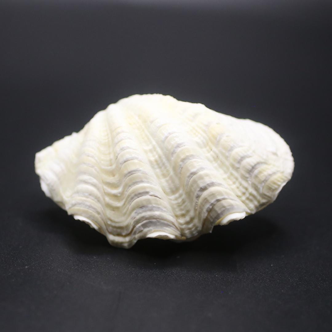 Ocean Giant Clam Shell Real Tridacna- Decorative Shells in Various ...