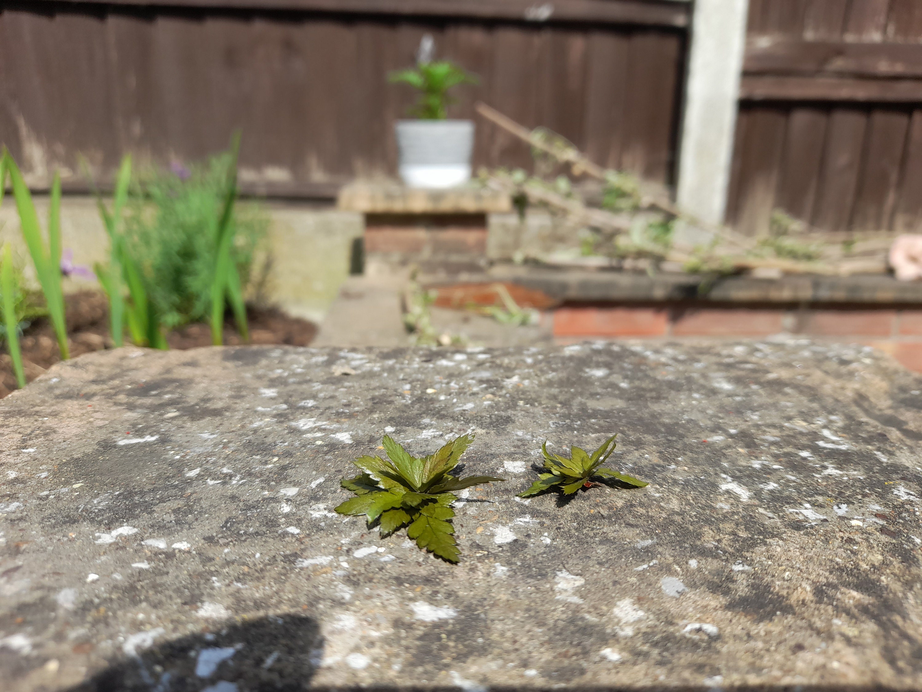 Small Jungle fern Like Plant for Diorama Scenery Terrain - Etsy