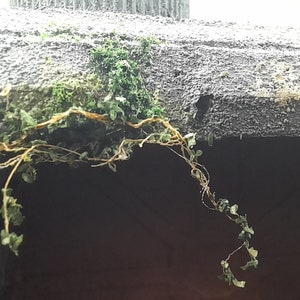 Miniature Climbing Vines for Dioramas, Tabletop, Model Railways ...