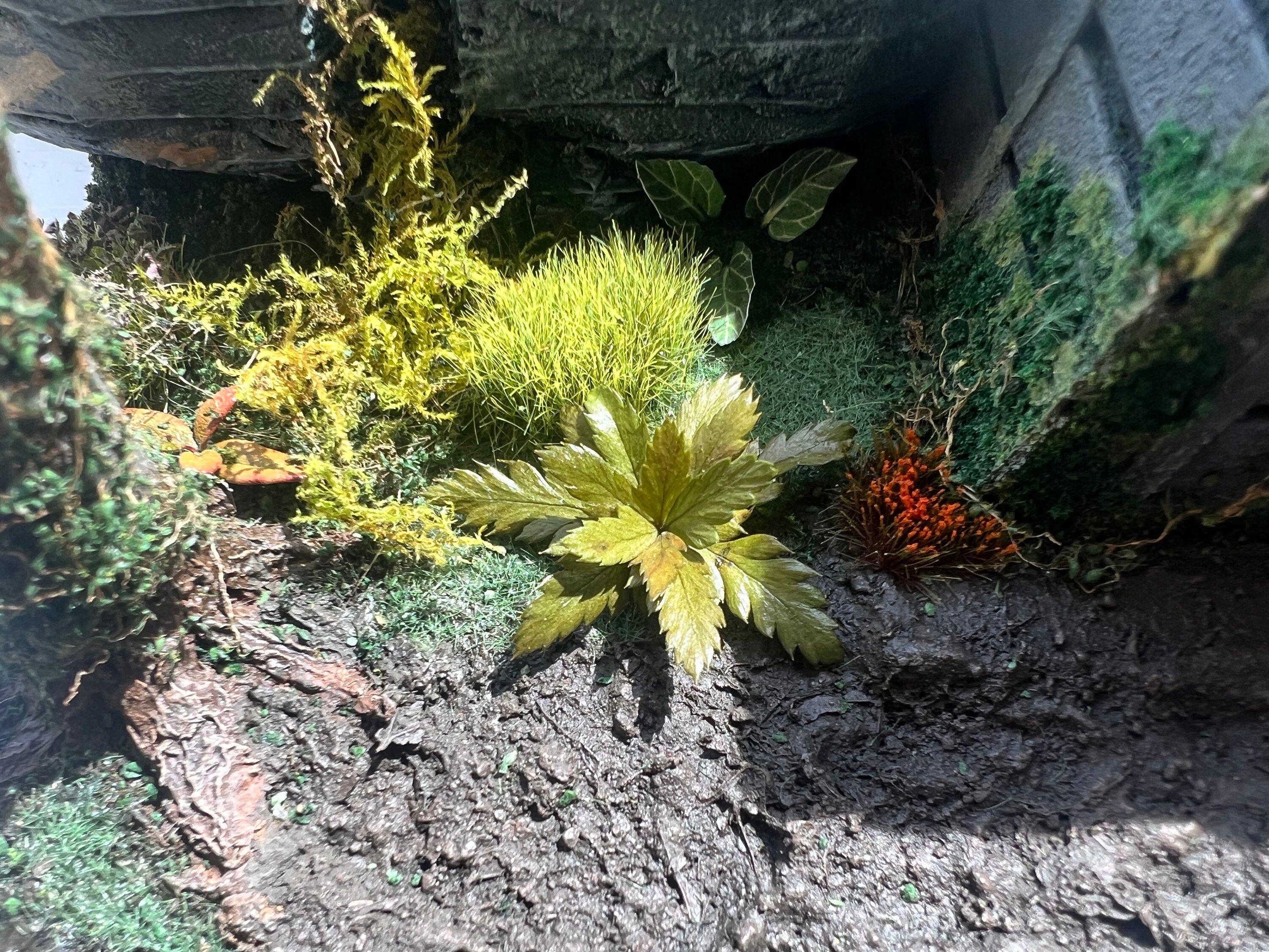 Small Jungle fern Like Plant for Diorama Scenery Terrain - Etsy
