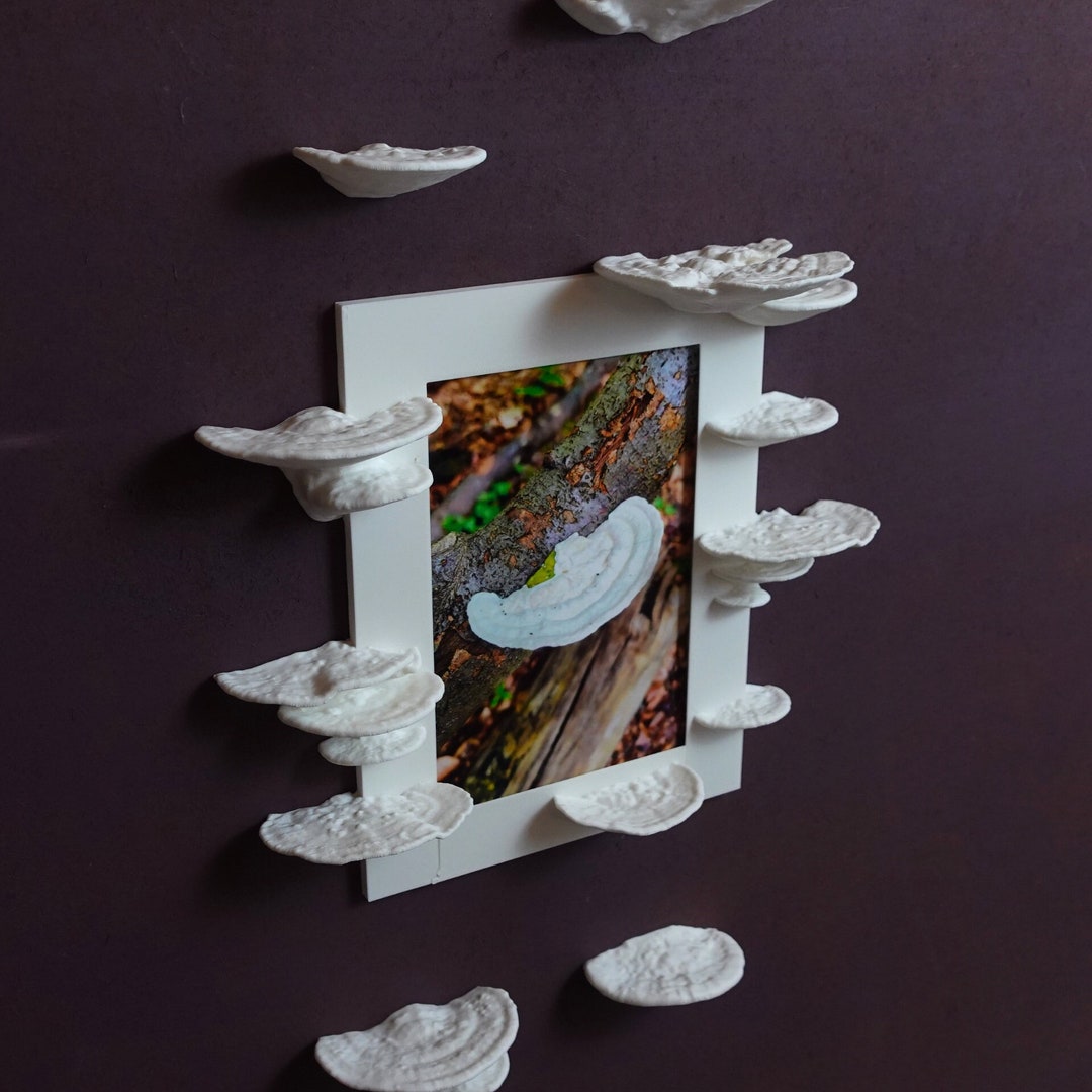 Mushroom Picture Frame - the Trametes Fungus, Fungi Photo Frame ...