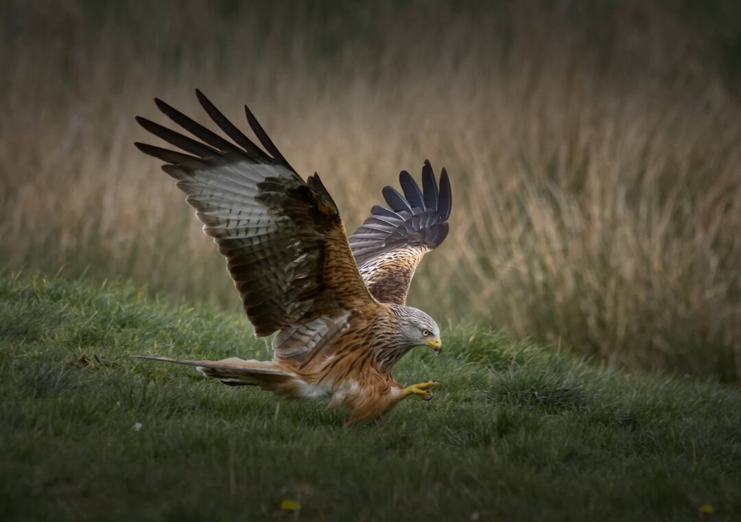 Red Kite Swooping for Food - Etsy