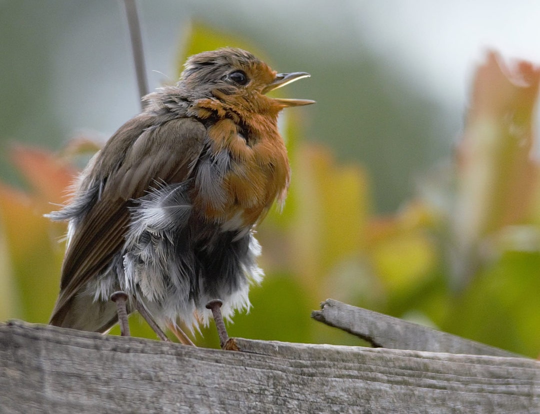 Singing Scruffy Robin-zoomed In - Etsy