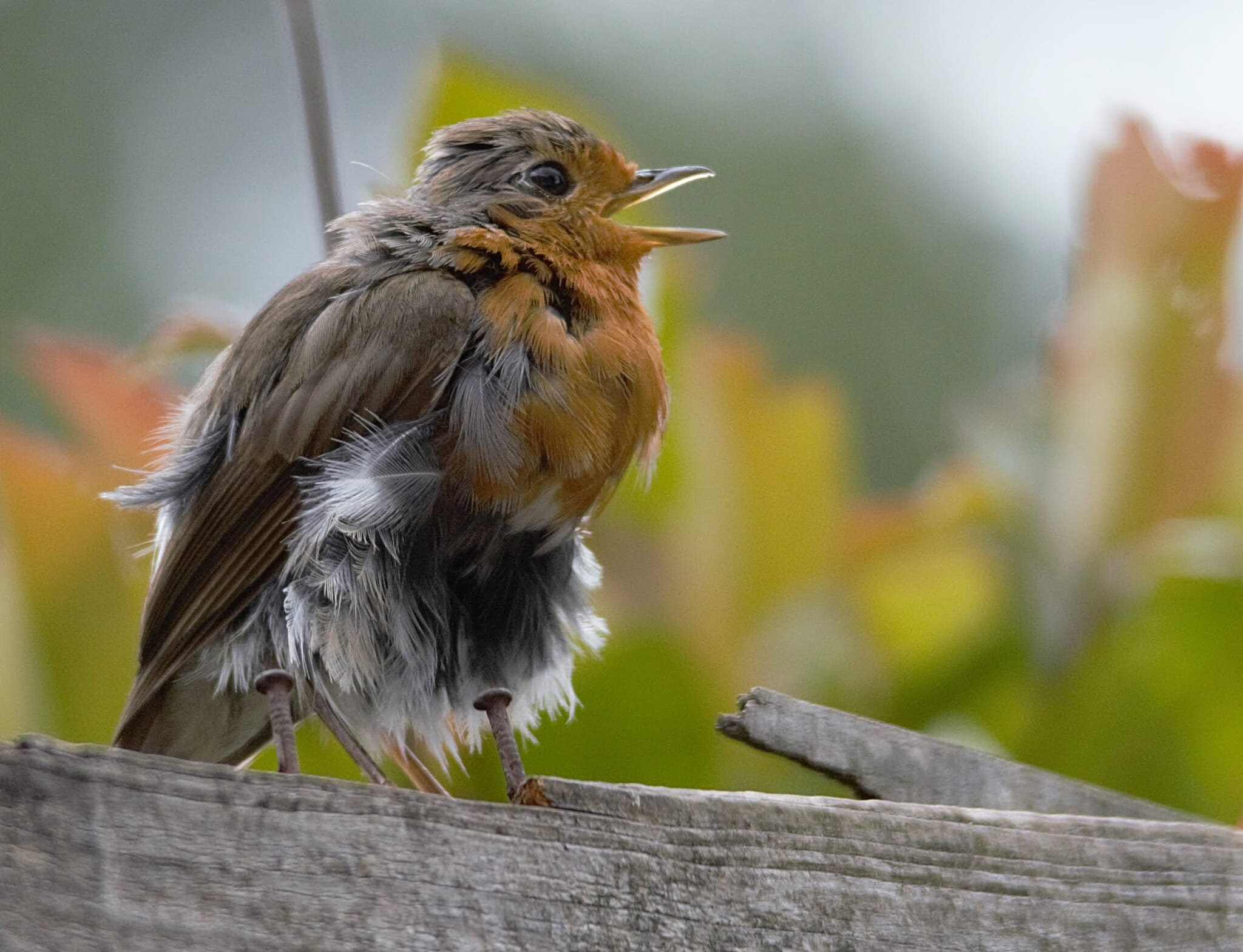 Singing Scruffy Robin-zoomed In - Etsy
