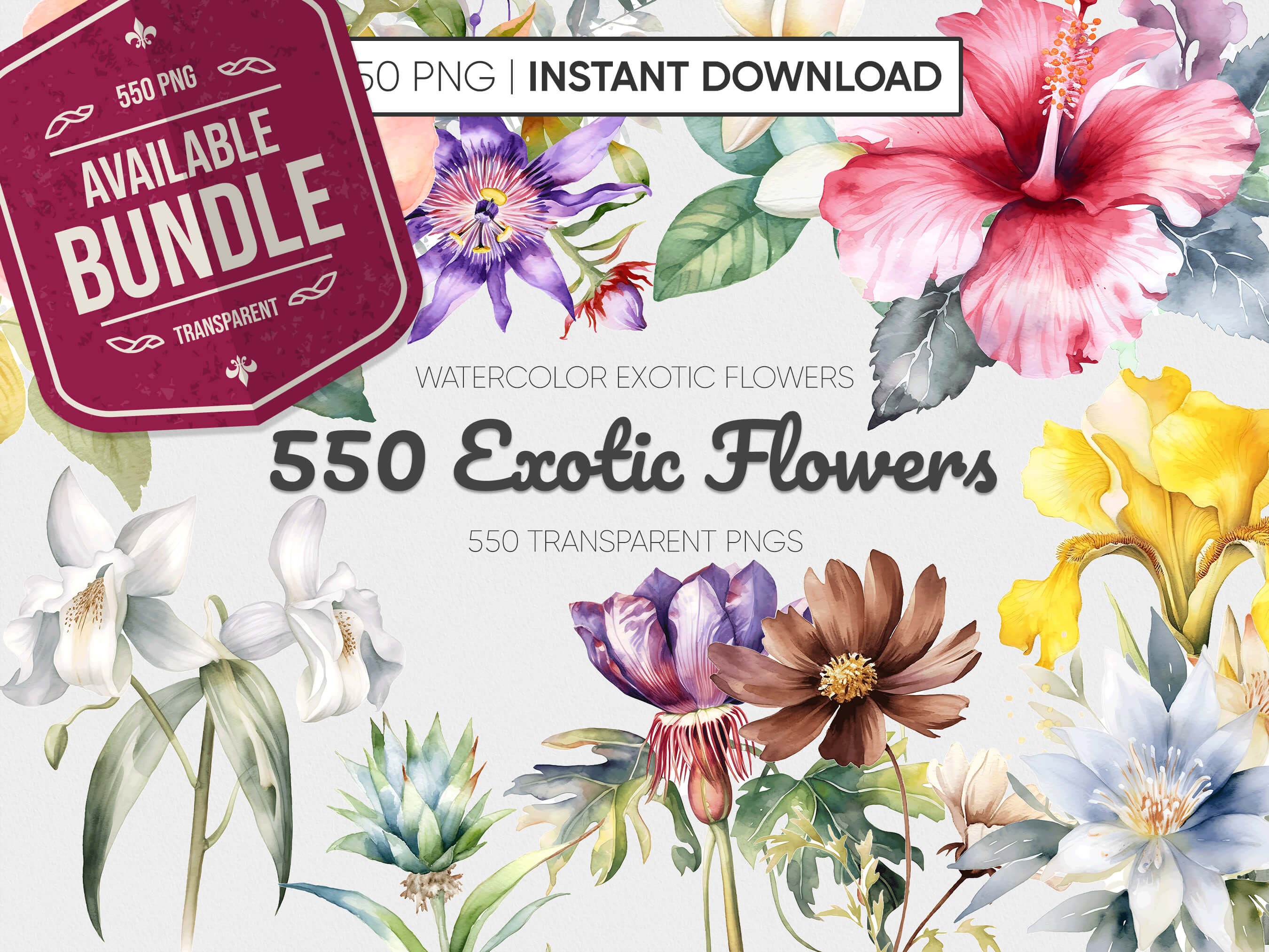 50 PNG Middlemist Red Floral Clipart Collection: Watercolor Wild ...