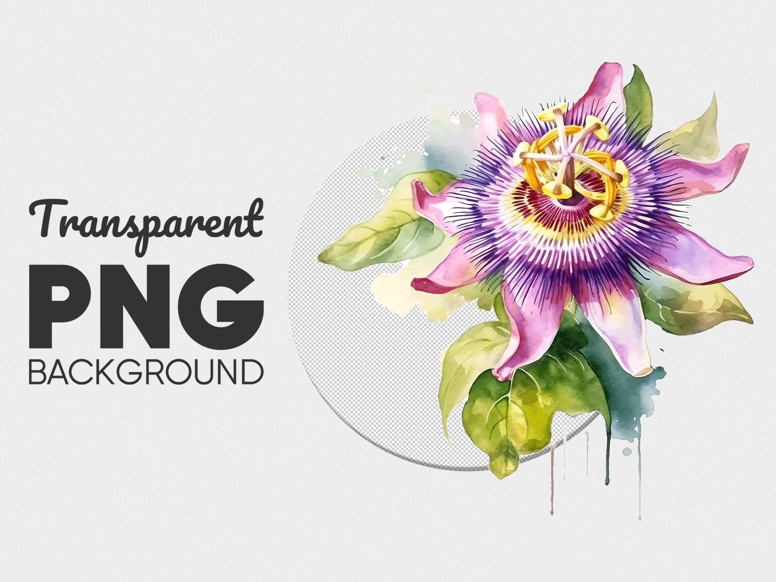50 PNG Middlemist Red Floral Clipart Collection: Watercolor Wild ...