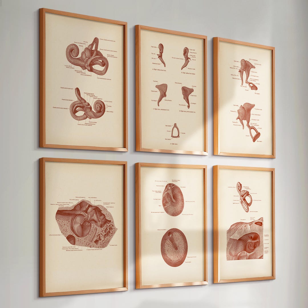 6 Vintage Inner Ear Anatomy Art Hearing System Posters Ear Diagram ...