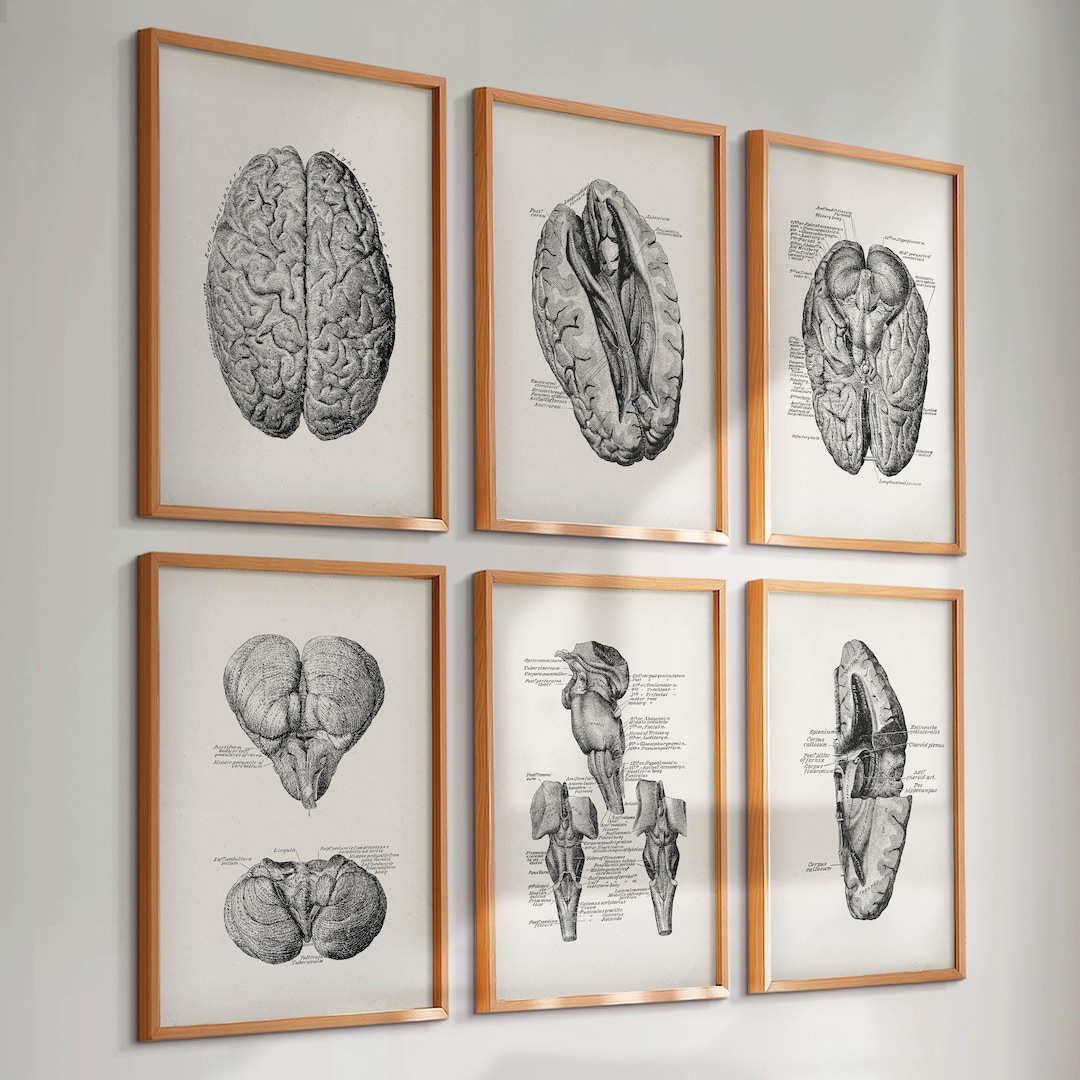 6 Vintage Brain Anatomy Prints Neuroanatomy Art Neuroscience Art ...