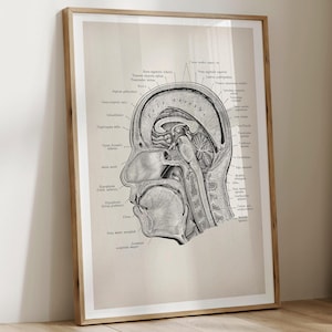 6 Neuroanatomy Posters Neurology Art Neuroscience Art Brain Diagram ...