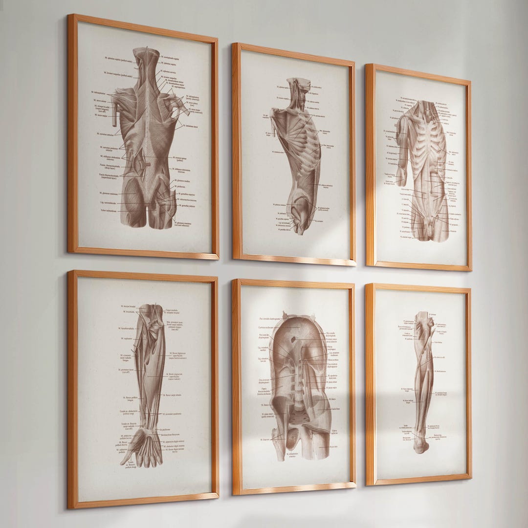 Set 6 Vintage Surgical Anatomy Art Musculoskeletal System Posters ...