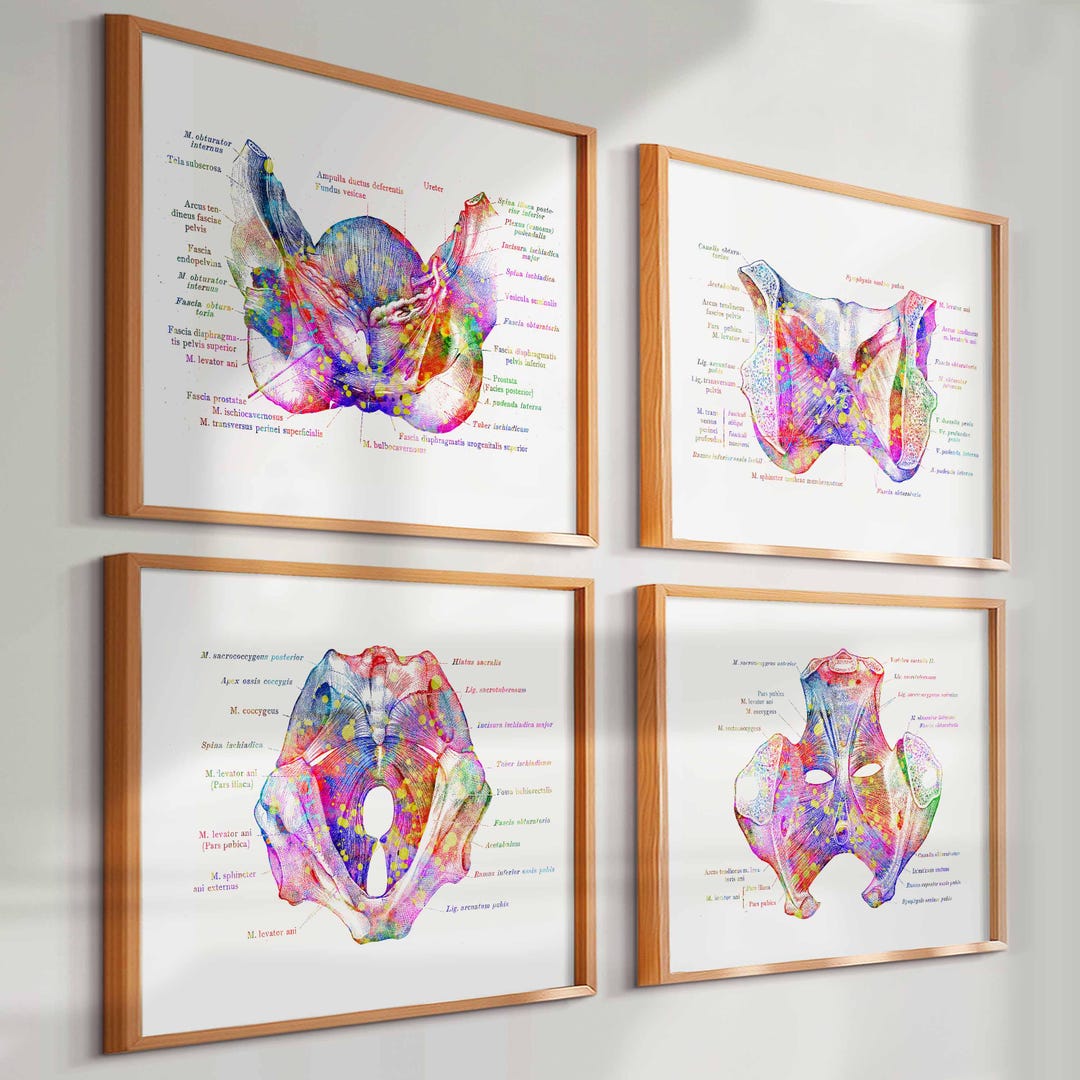 4 Watercolor Pelvic Anatomy Art Pelvic Floor Muscles Print ...