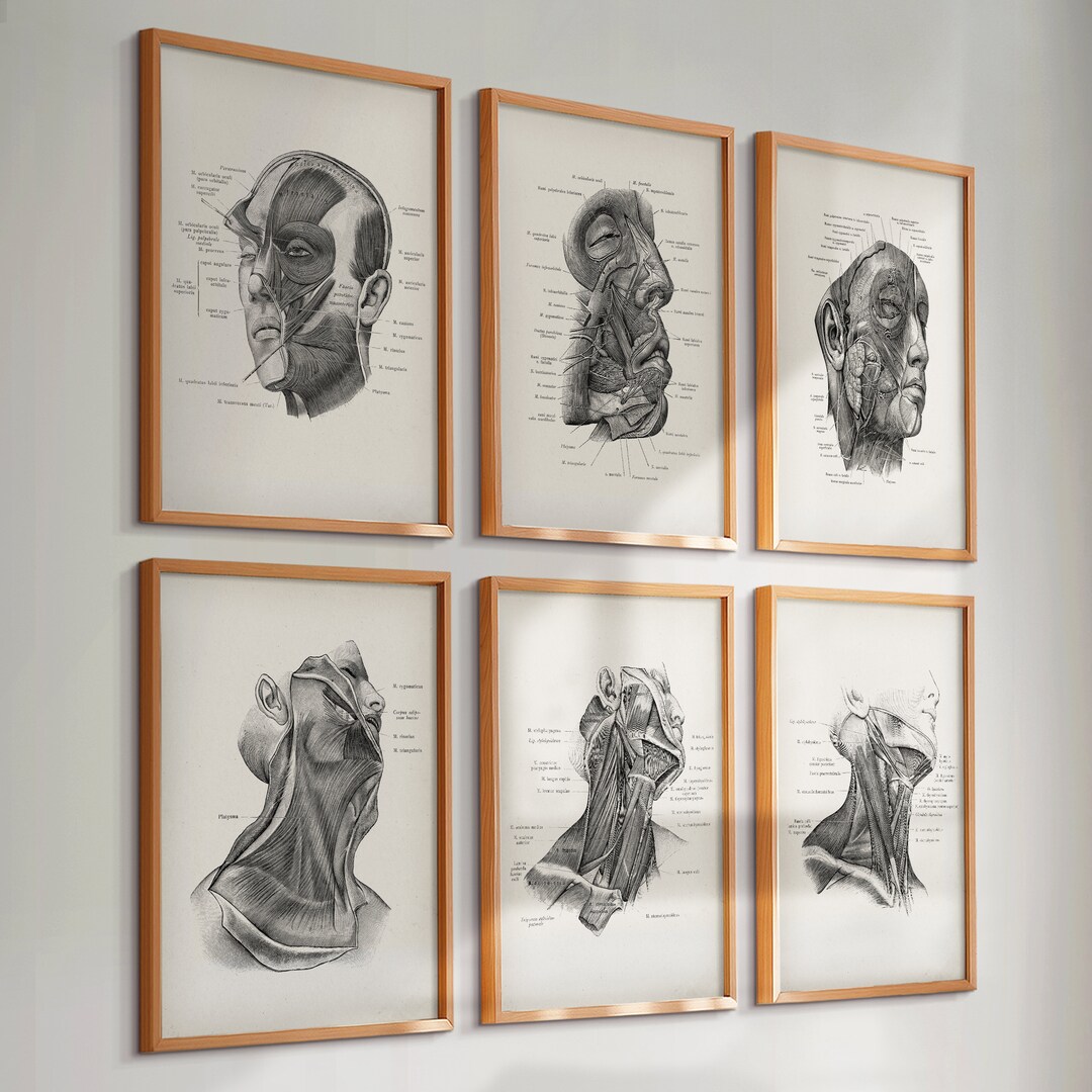 Set 6 Vintage Face Anatomy Neck Anatomy Posters Facial Muscles Diagram ...