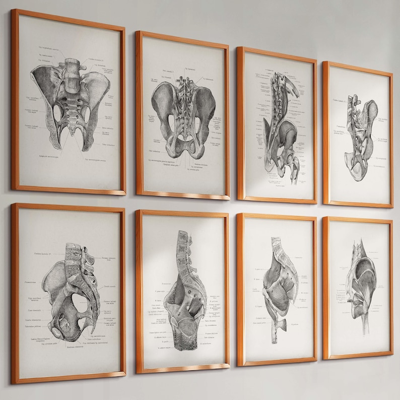 8 Vintage Pelvis and Hip Anatomy Posters Pelvic Muscles Diagram Pelvis ...