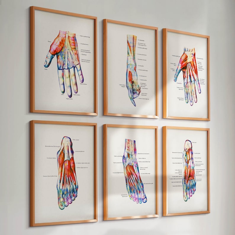 Set 6 Watercolor Limb Anatomy Posters Hand Anatomy Foot Anatomy ...