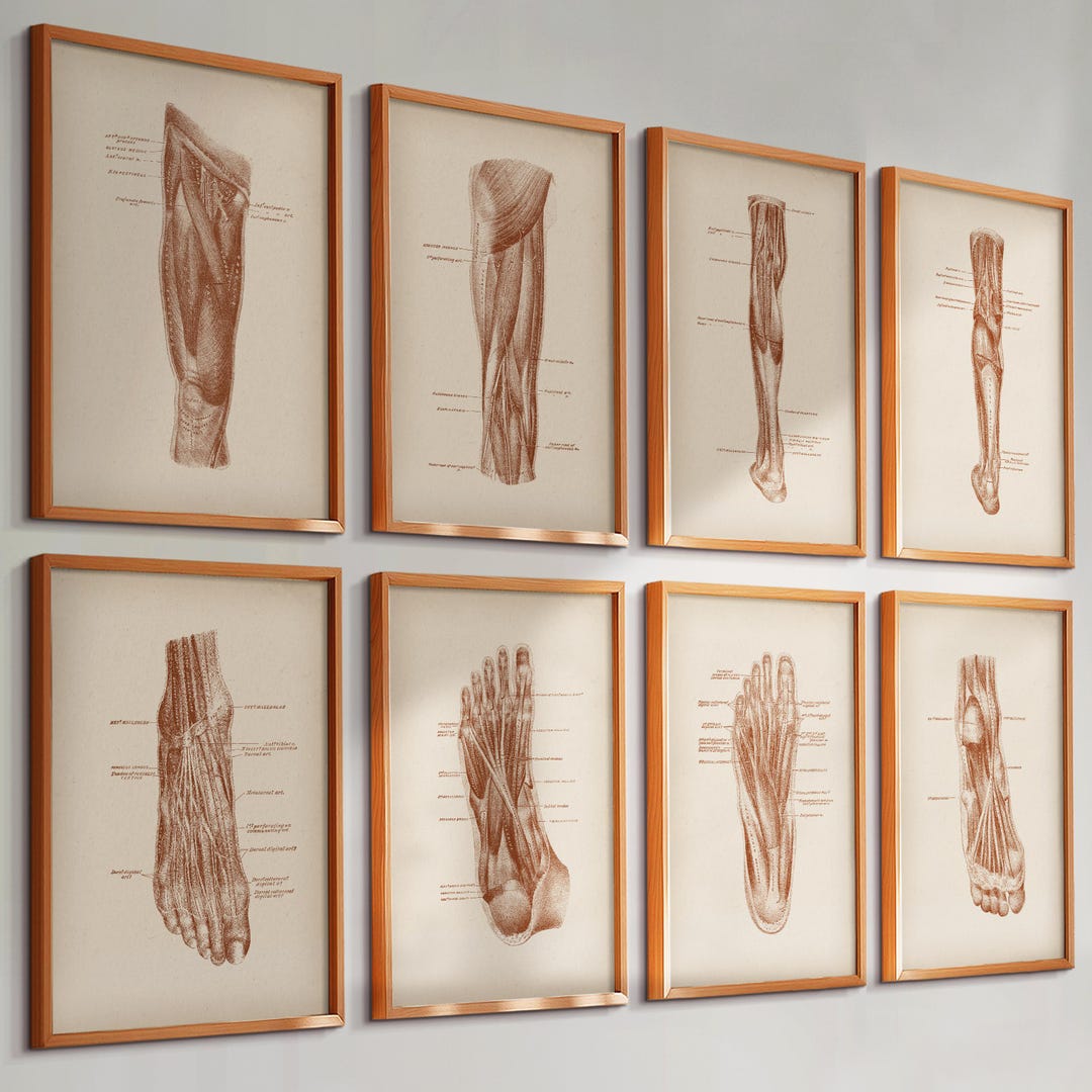 8 Vintage Foot Anatomy Posters Foot Muscles Diagram Medical Art ...