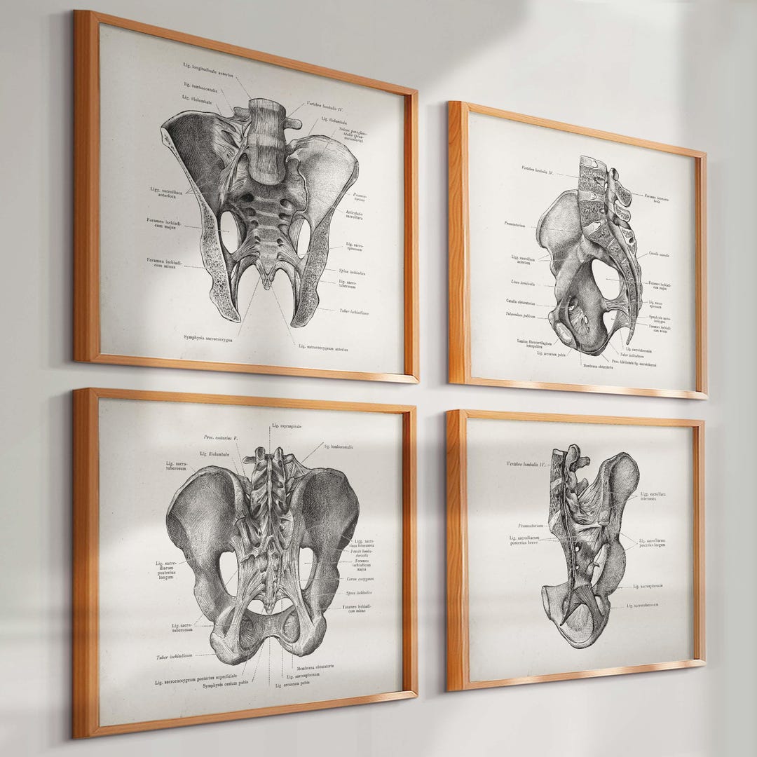 Pelvis Anatomy Wall Art Set of 4 | Vintage Medical Prints | Skeletal ...