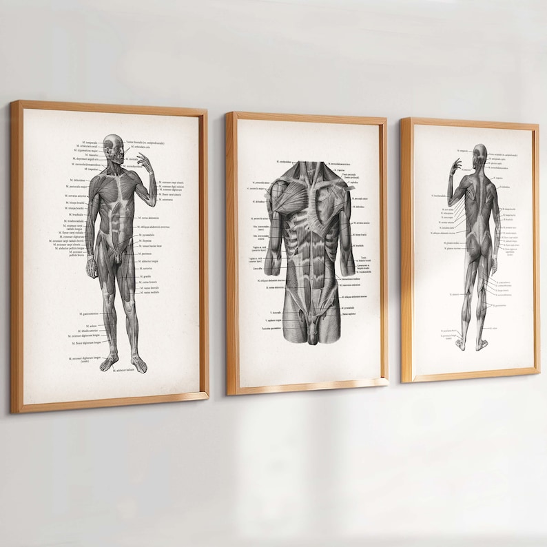 3 Vintage Anatomy Art Human Anatomy Poster Muscular System Print ...