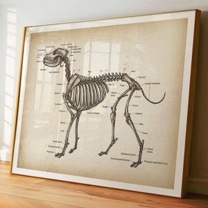 4 Vintage Dog Anatomy Posters, Canine Physiology, Biology Print, Animal ...